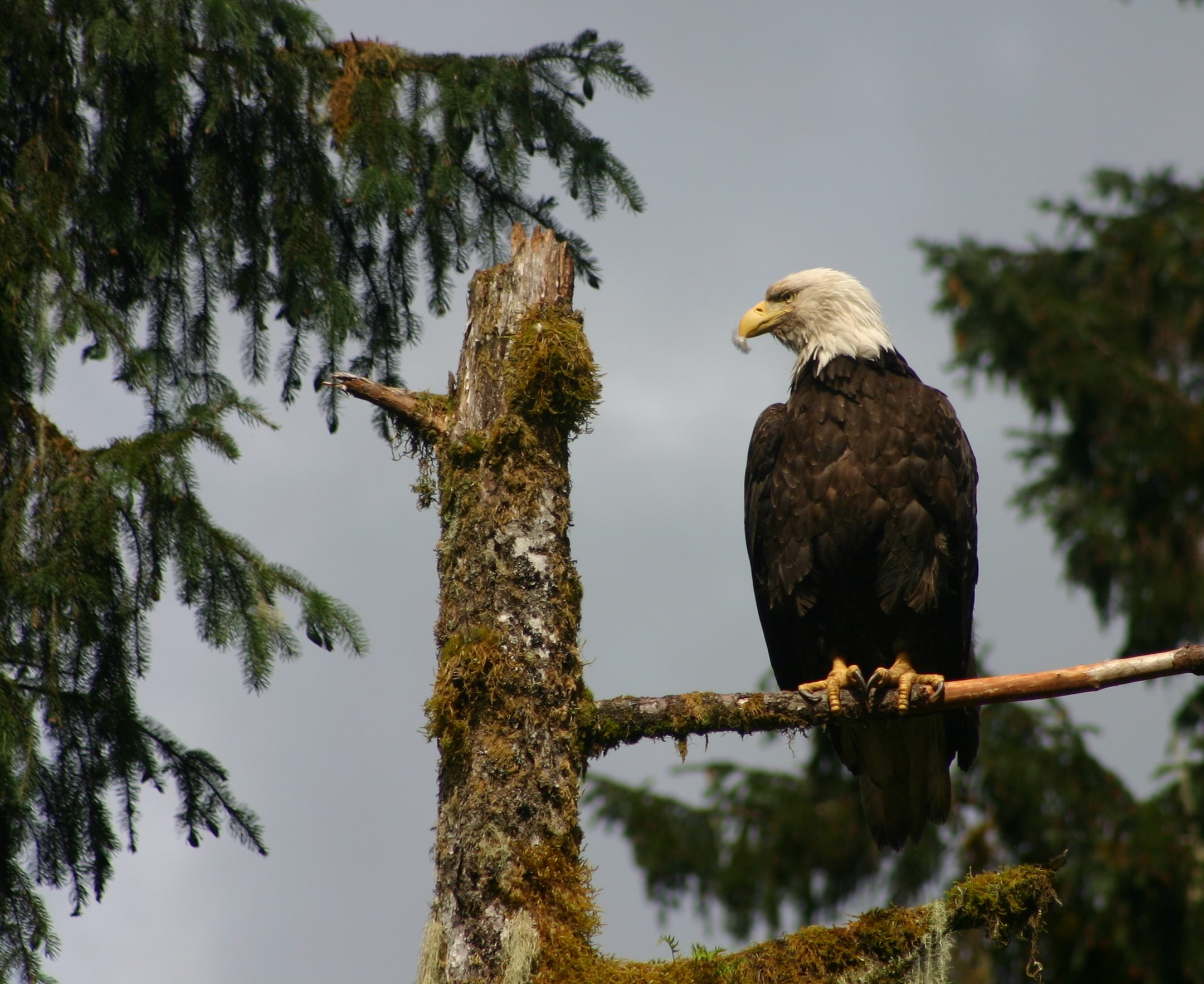Photo Gallery | Wrangell Alaska