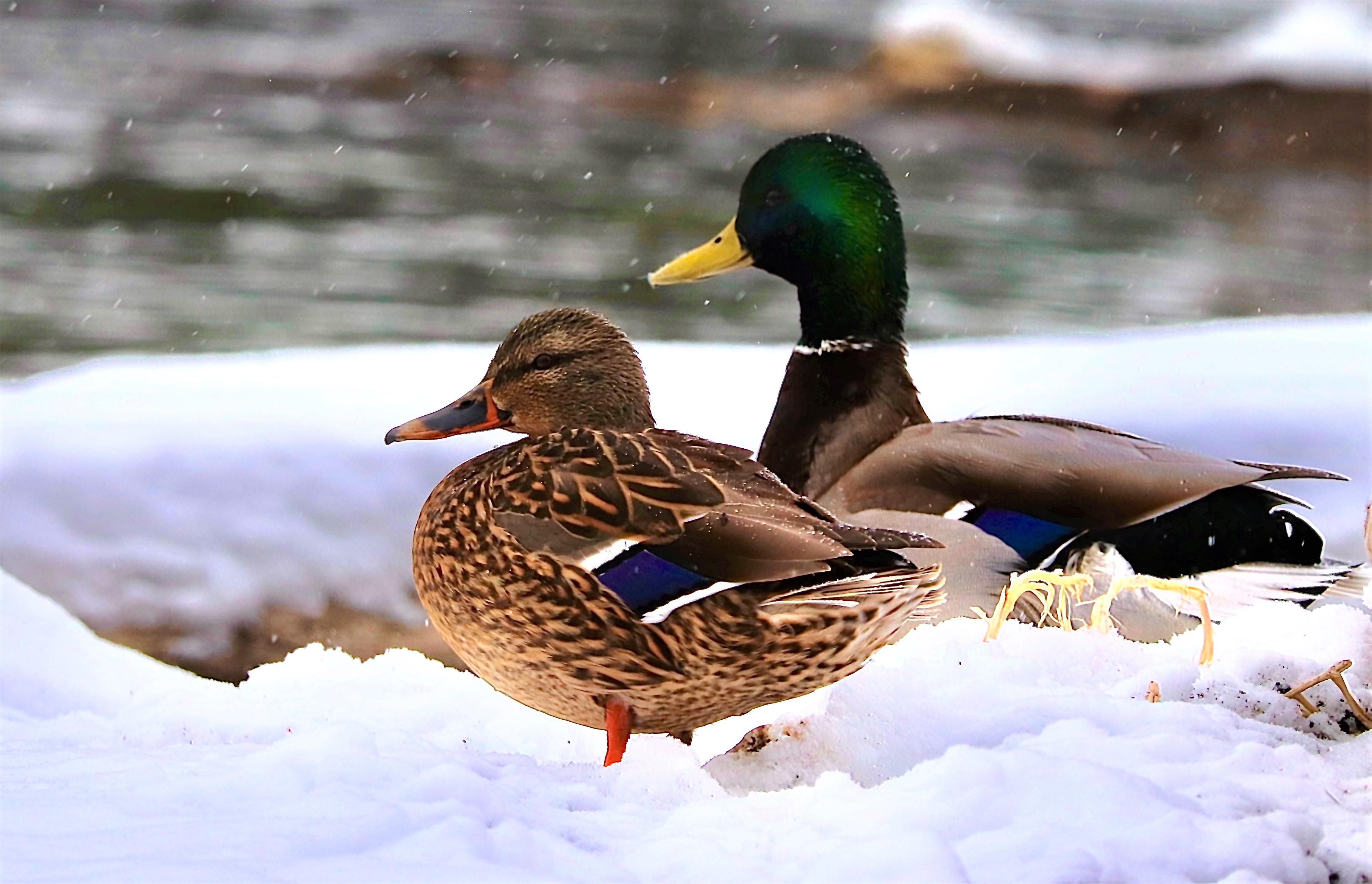 Photo Gallery | Wrangell Alaska